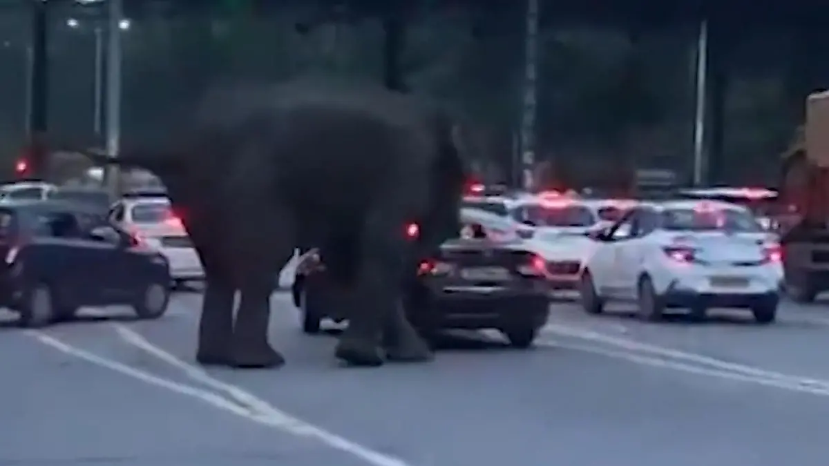 Indien: Elefant rammt Auto in Indien – Fahrer überlebt Angriff auf Autobahn