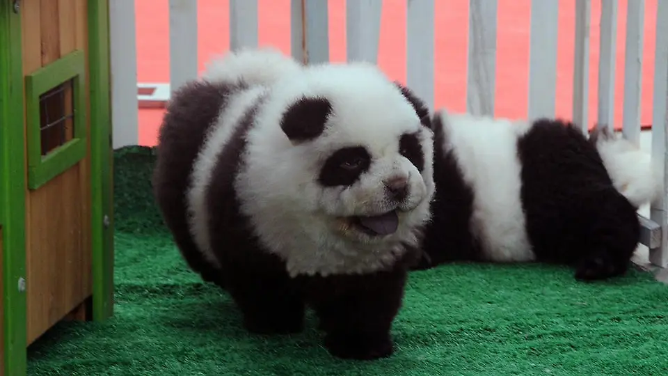 Panda-Hunde erobern die Herzen von Hundefans
