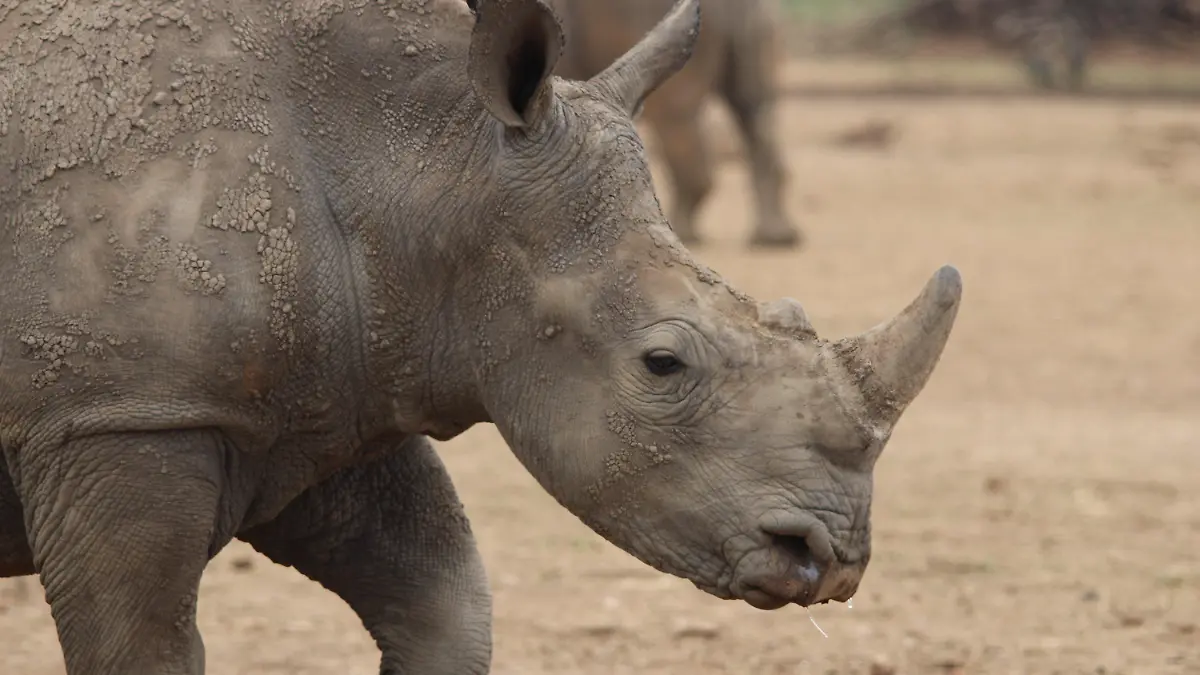 WWF veröffentlicht Rote Liste 2022: Welche Tiere sind besonders gefährdet?