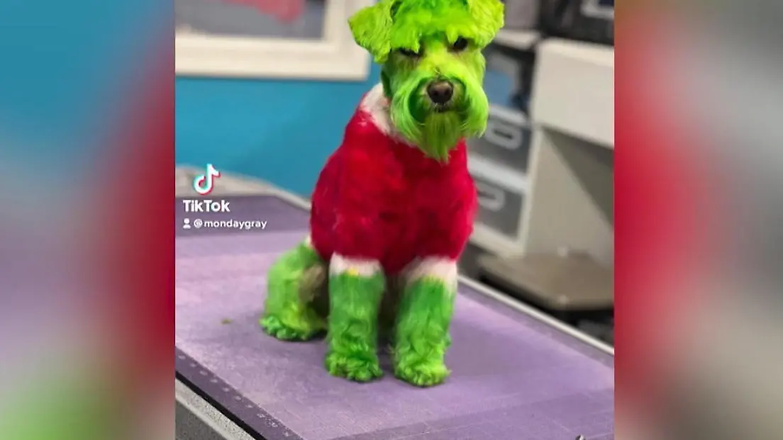 Grün und grimmig! Hund wird vor Weihnachten zum Grinch