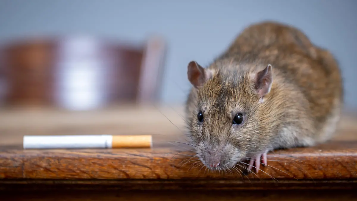 Ratte Ratty rettet Frau vor dem Verbrennen