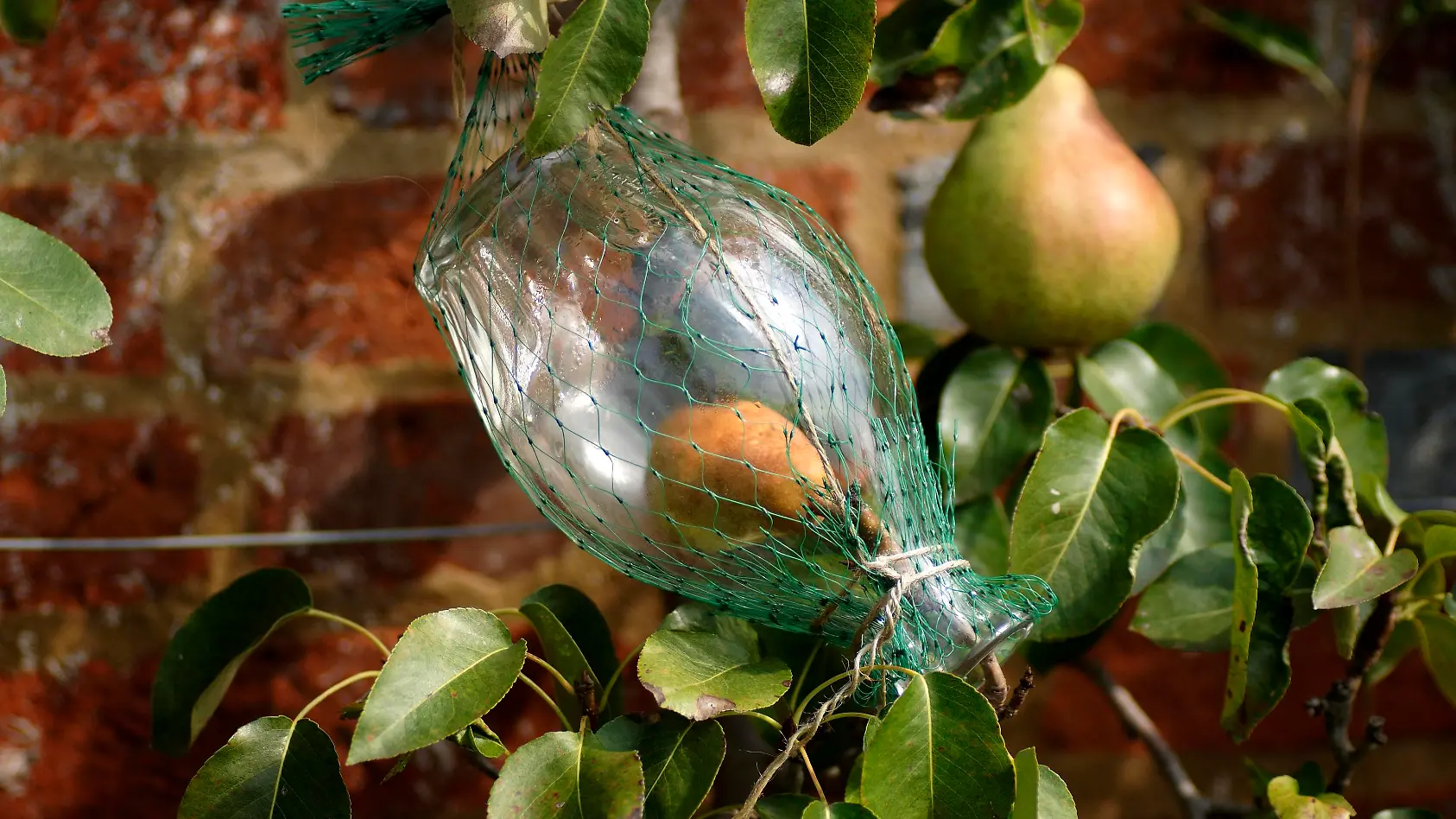 Birnen im Herbst: Die beliebtesten Sorten und leckere Gerichte zur Saison