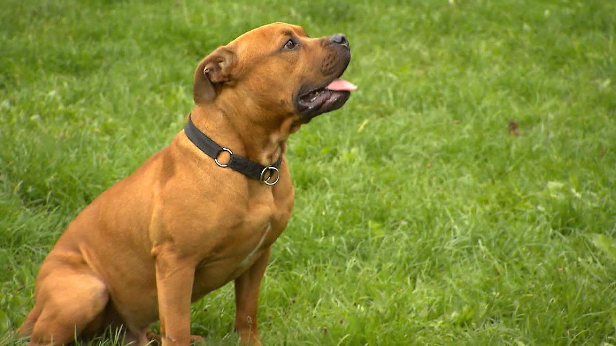 Mit ihm wird es nie langweilig!: Bulldog-Mix Pablo sucht ein neues Zuhause