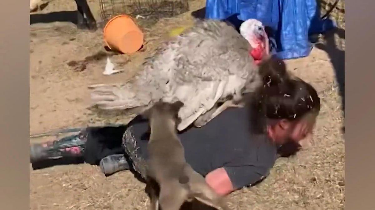 Hat der einen Vogel?!: Truthan fliegt auf seine Halterin - oder was hat ...