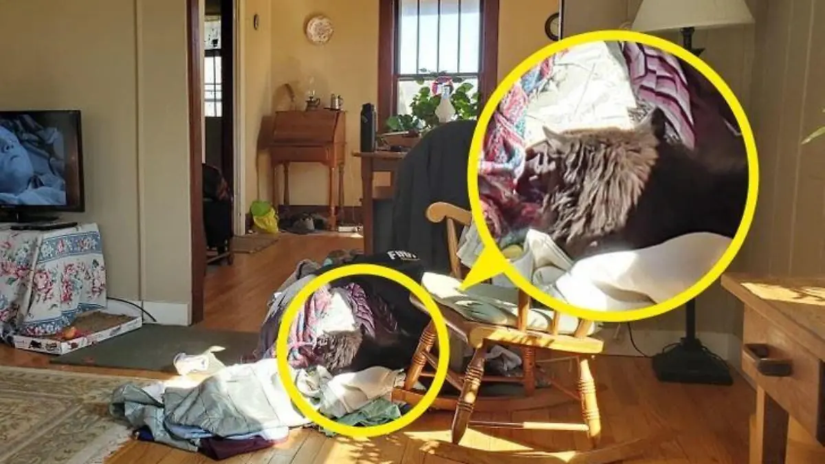 Suchbild: In diesem chaotischen Wohnzimmer versteckt sich eine Katze ...