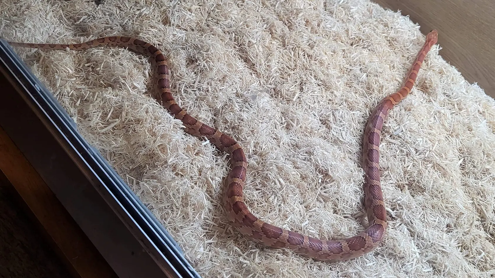 Nächtlicher Mega-Schock: Frau (23) wacht mit Schlange im Bett auf!