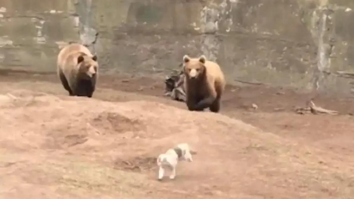 Zoo Edinburgh trauert um Rotes Panda-Baby Roxie - Tod aus Angst vor ...