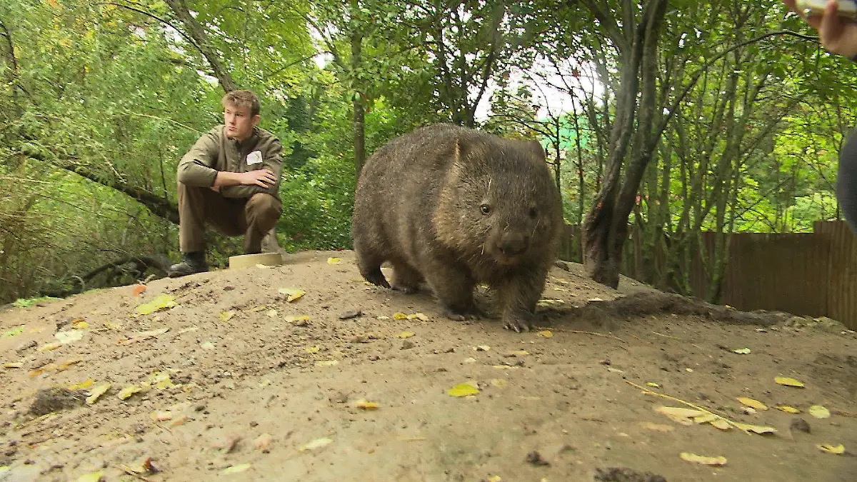 Zoo Hannover: Wombat-Baby blickt aus Mamas Beutel