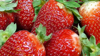 Erdbeeren könnten gegen Demenz helfen: Was ist dran an der Studie?