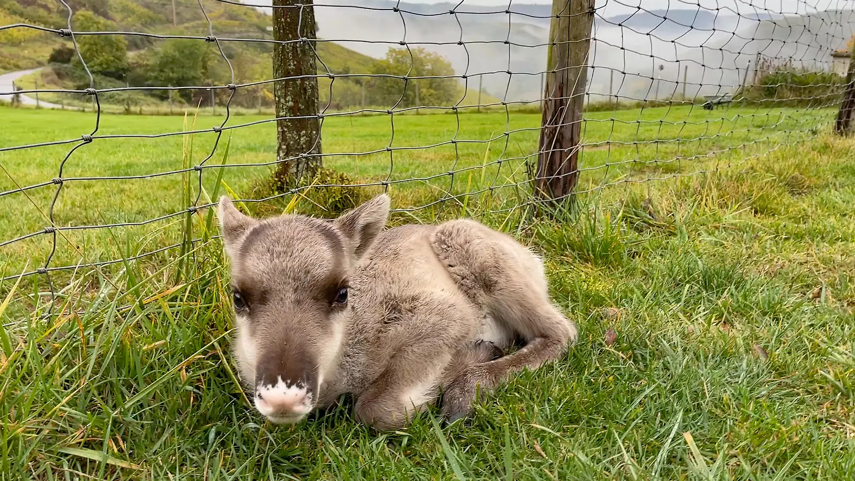 Warum Rentier-Baby Komet eine kleine Sensation ist