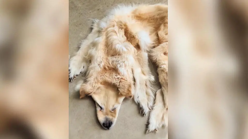 Bello als Bettvorleger?: Familie verwandelt verstorbenen Hund in Teppich