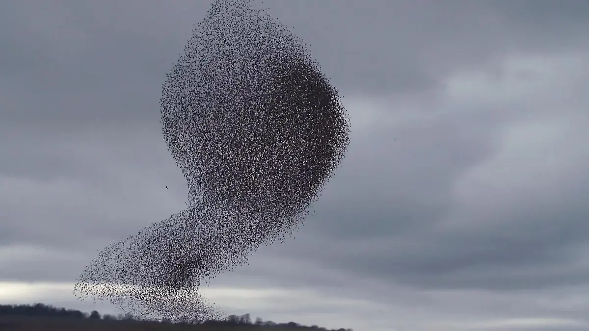 Atemberaubende Formation: Vogelschwarm vertreibt Raubvogel in der Luft