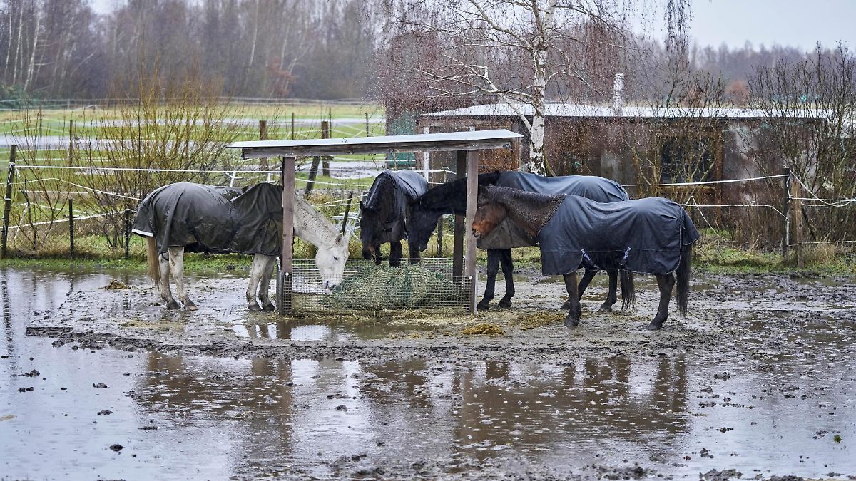Deutsches Springreit-Talent Linnea Heemsoth parkt Pony im Haus