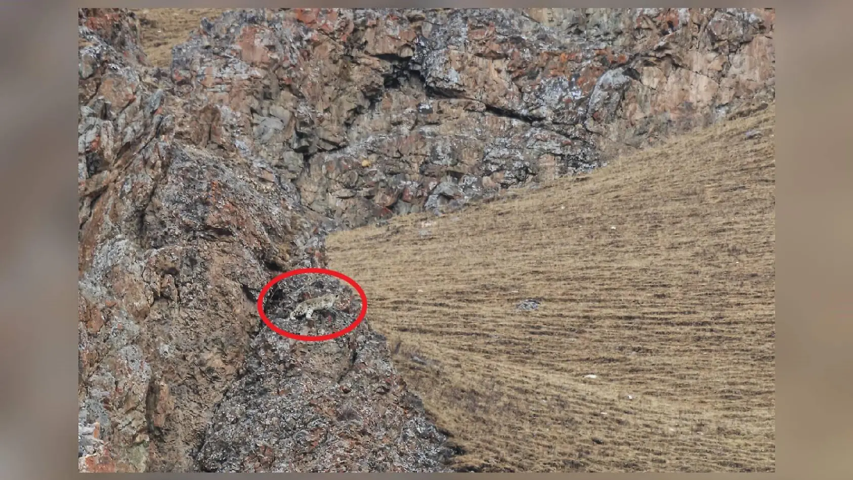 In diesem Suchbild versteckt sich ein Raubtier - findet ihr den Meister ...