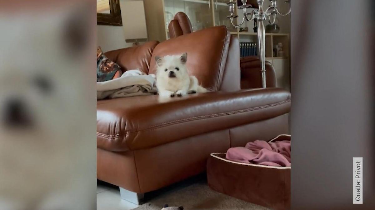 Demenz kann auch Hunde und Katzen treffen: Was müssen Besitzer wissen ...