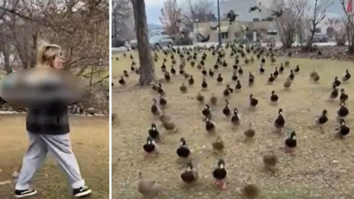 Enten-Massensterben! Das steckt dahinter