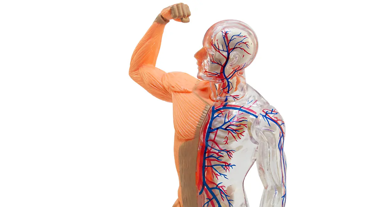 Gesundheitslexikon: Homöostase